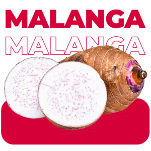 malanga – Lam Fong